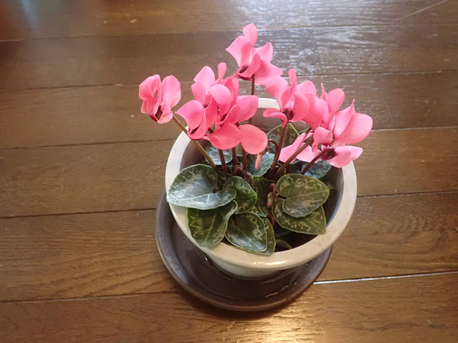 【ダイソー】エコ鉢皿(5号、3個)とは？おしゃれで可愛い100均おすすめアイテム | 4MEEE